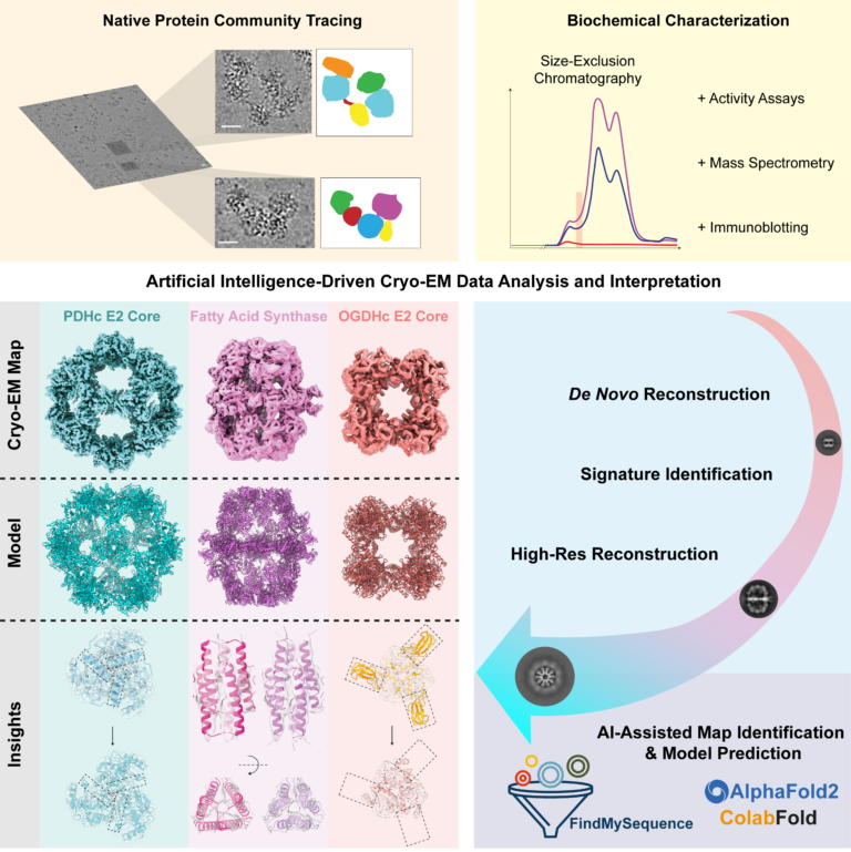 Cryo-EM combined with AI to advance our understanding of native cell ...